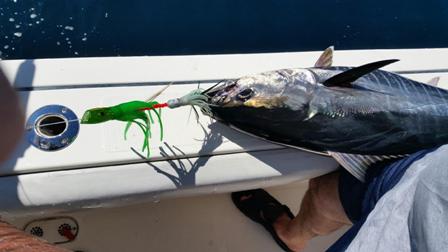 Best Tuna Trolling Lures – Paradise Tackle Co