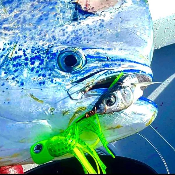 Best Mahi Trolling Lures – Paradise Tackle Co